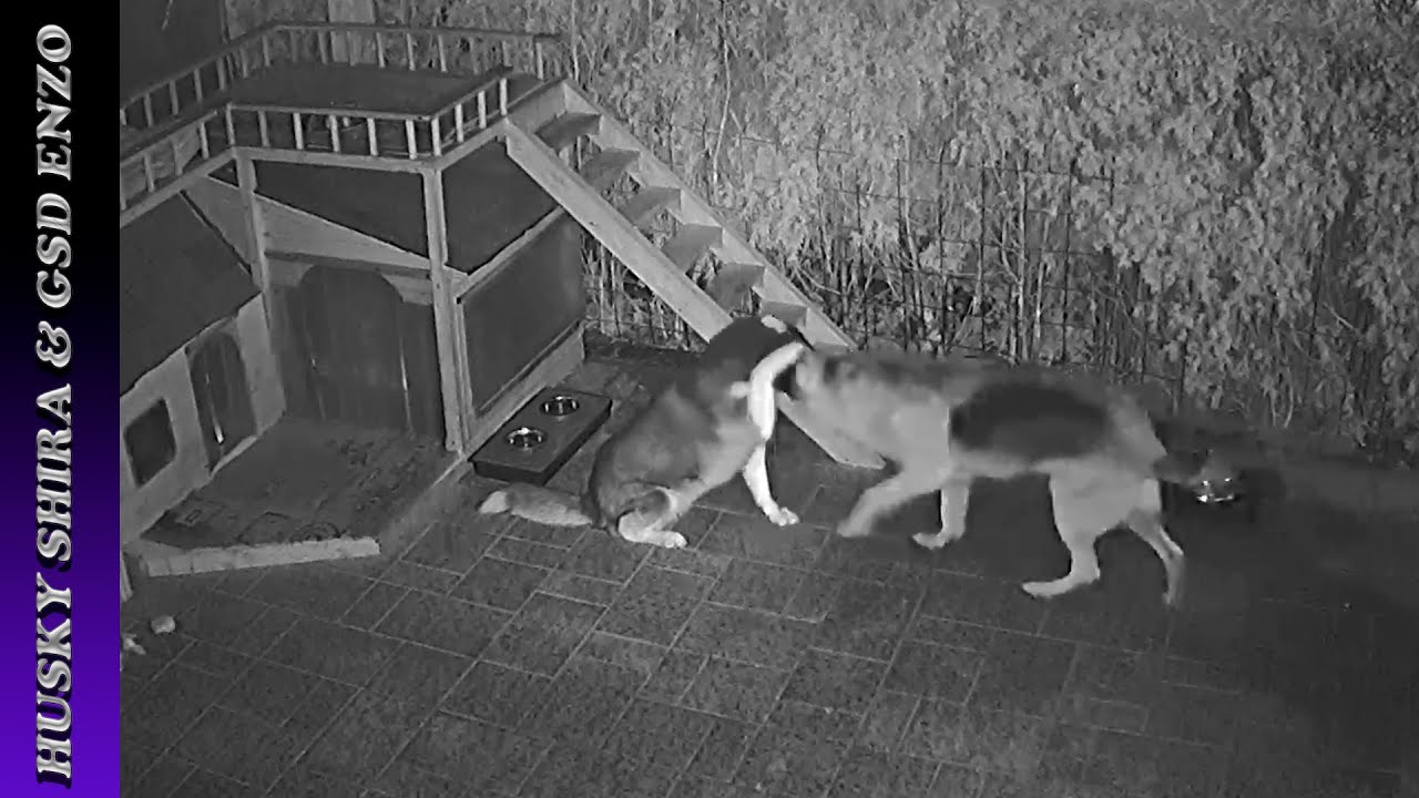 The Reunion Of The Happy Pupperonis - YouTube