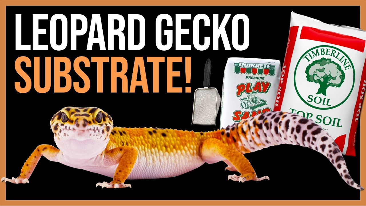Leopard Gecko Substrate Guide! - YouTube