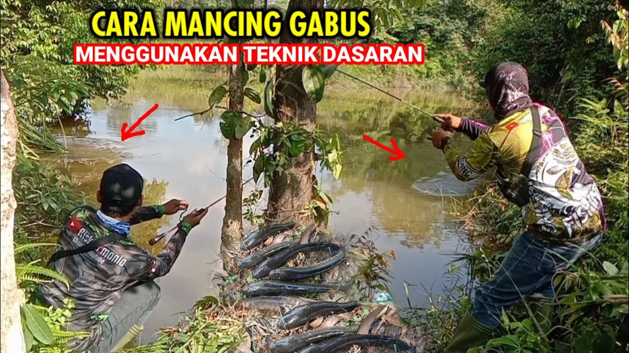 MANCING GABUS TEKNIK DASARAN MENGATASI GABUS YANG SUSAH MAKAN ...