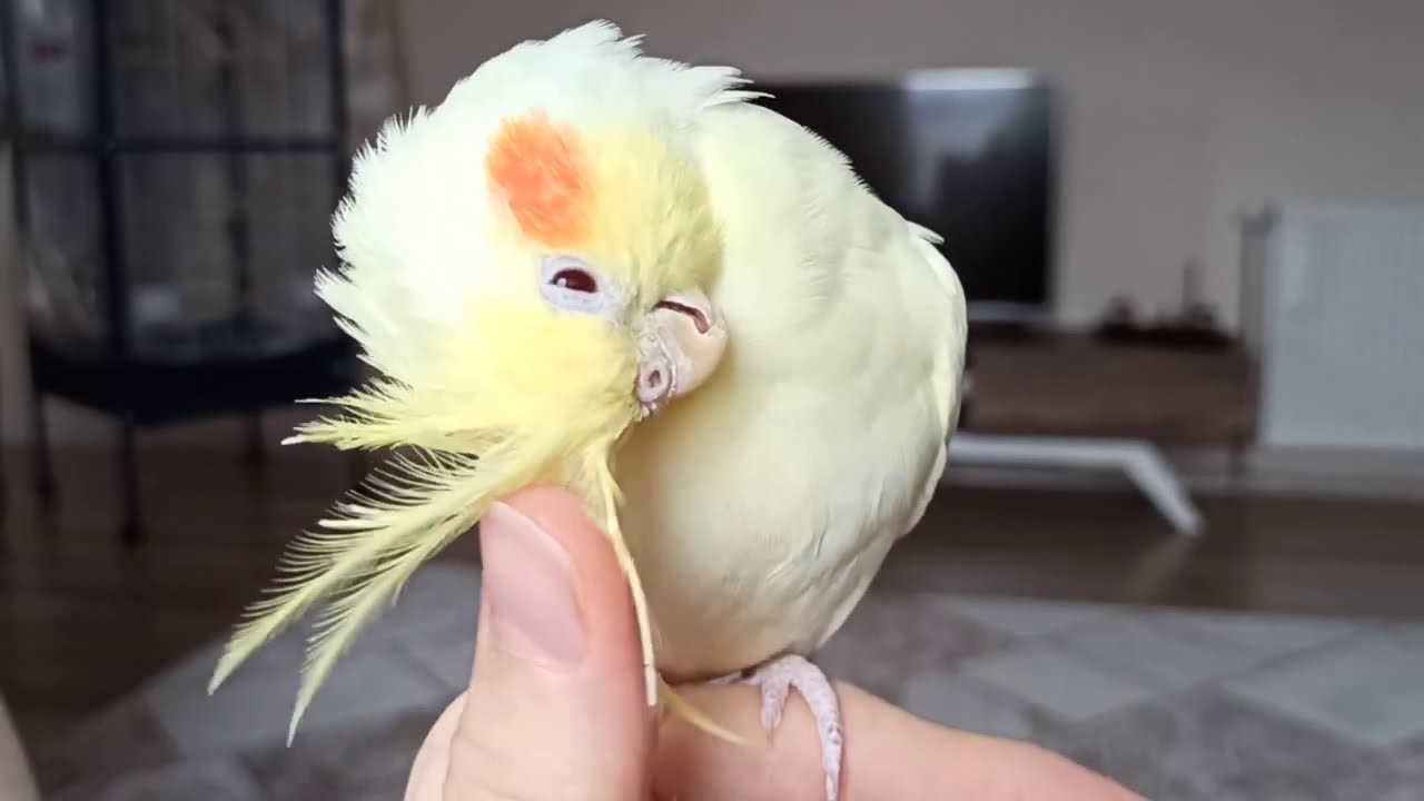 How to make a cockatiel happy #2 - YouTube