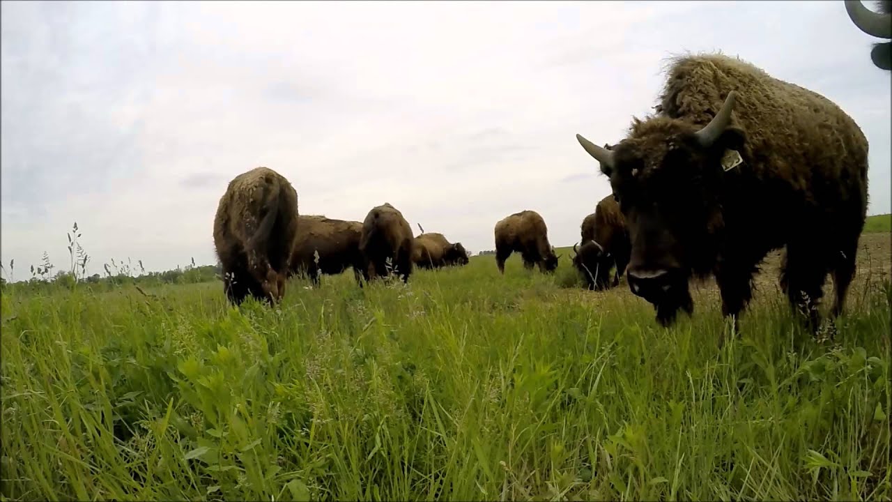 Bison wallowing - YouTube
