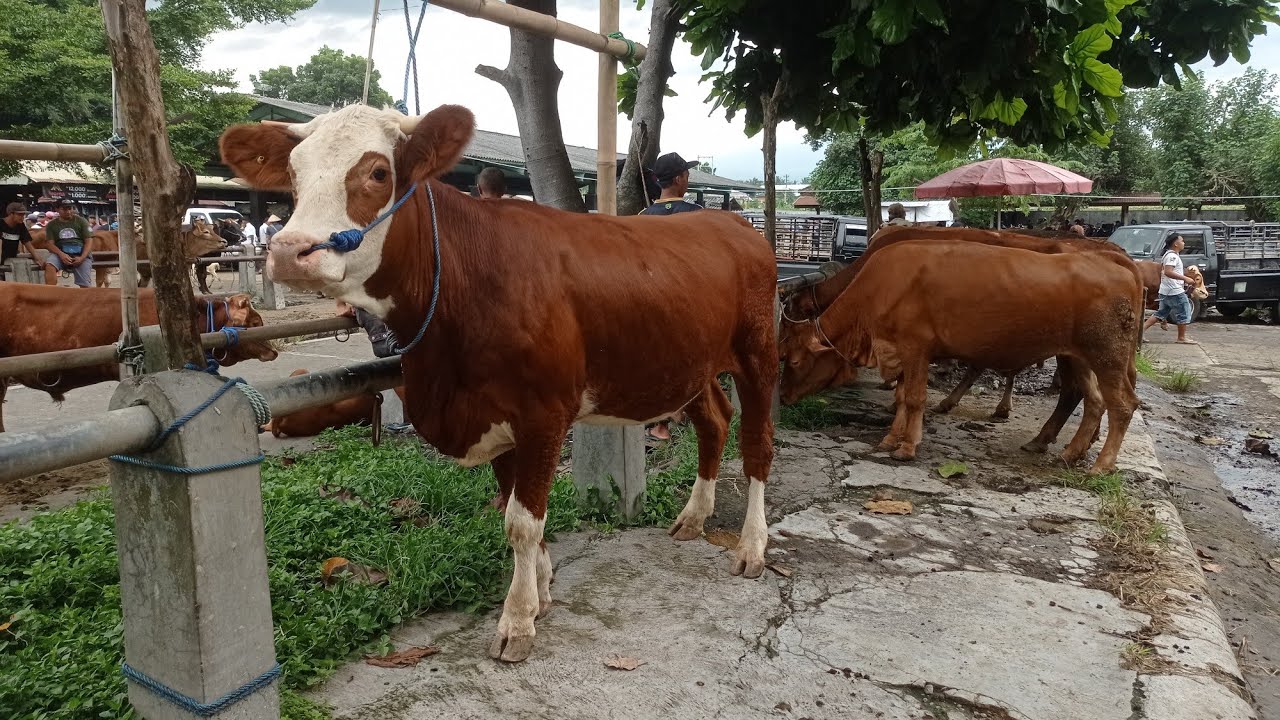 Harga sapi bakalan betina pak warjiman pasar hewan Muntilan - YouTube
