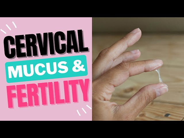 Fertile Cervical Mucus