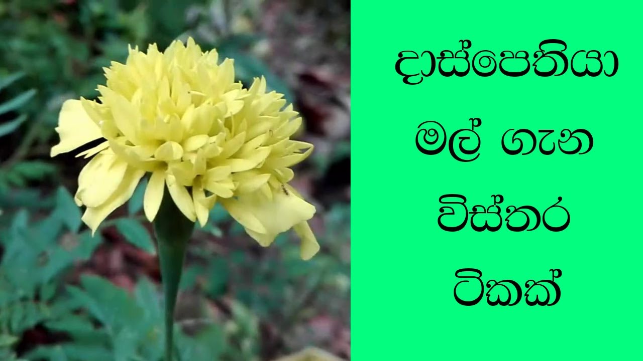 දාස්පෙතියා මල් ගැන විස්තර ටිකක් | A few details about Chrysanthemum ...