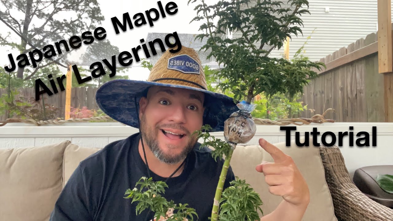 Air layering Japanese Maple Tutorial For Beginners. - YouTube