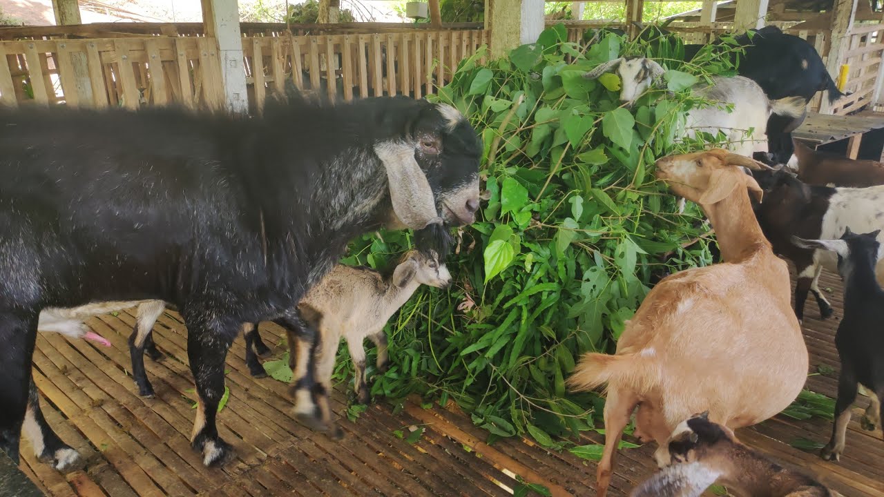 Goat Farming | Kumpay o pagkain ng kambing (native forages) Episode 4 ...