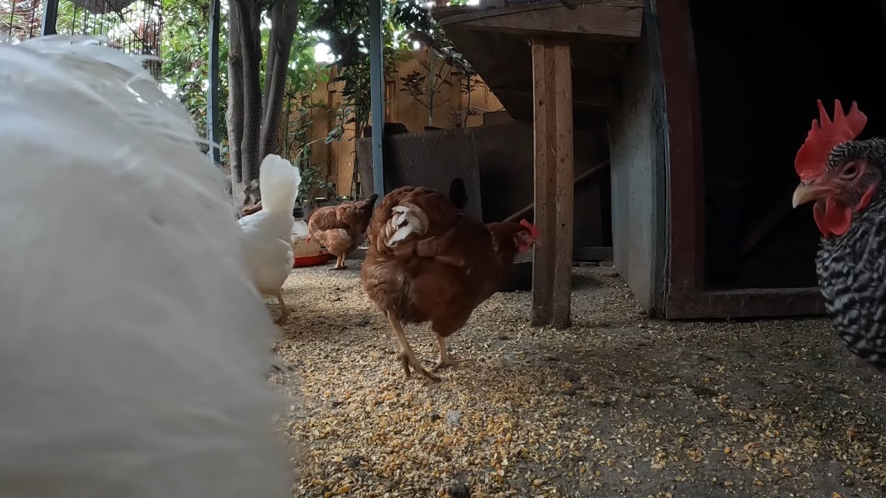 Backyard Chickens In The Morning Relaxing Video Sounds Noises Hens ...