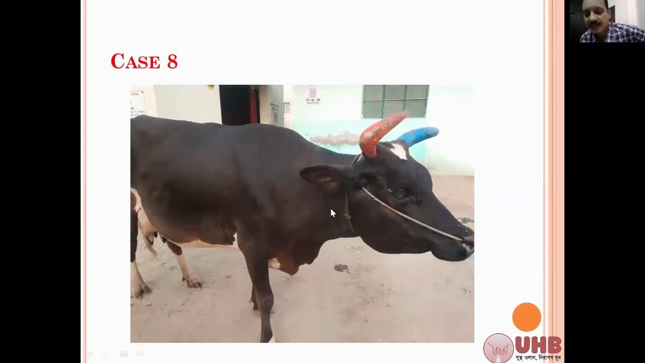 Diagnosis of Aspiration pneumonia in Cow - YouTube