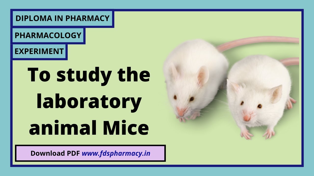 Practical : To study the laboratory animal Mice - YouTube