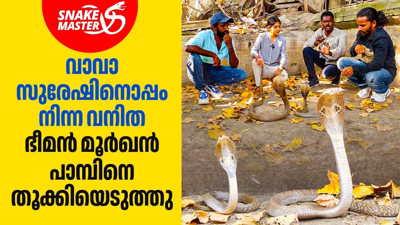 ഏറ്റവും വലിയ ഭീമൻ മൂർഖൻ പാമ്പിനൊപ്പം മറ്റൊരു മൂർഖൻ | Vava Suresh | Snakemaster EP 1051 - YouTube