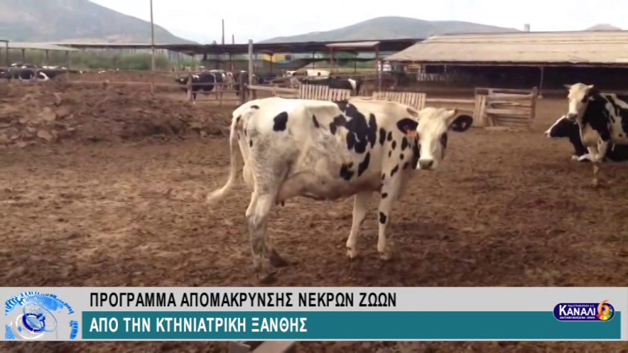 ΠΡΟΓΡΑΜΜΑ ΑΠΟΜΑΚΡΥΝΣΗΣ ΝΕΚΡΩΝ ΖΩΩΝ ΑΠΟ ΤΗΝ ΚΤΗΝΙΑΤΡΙΚΗ ΞΑΝΘΗΣ - YouTube