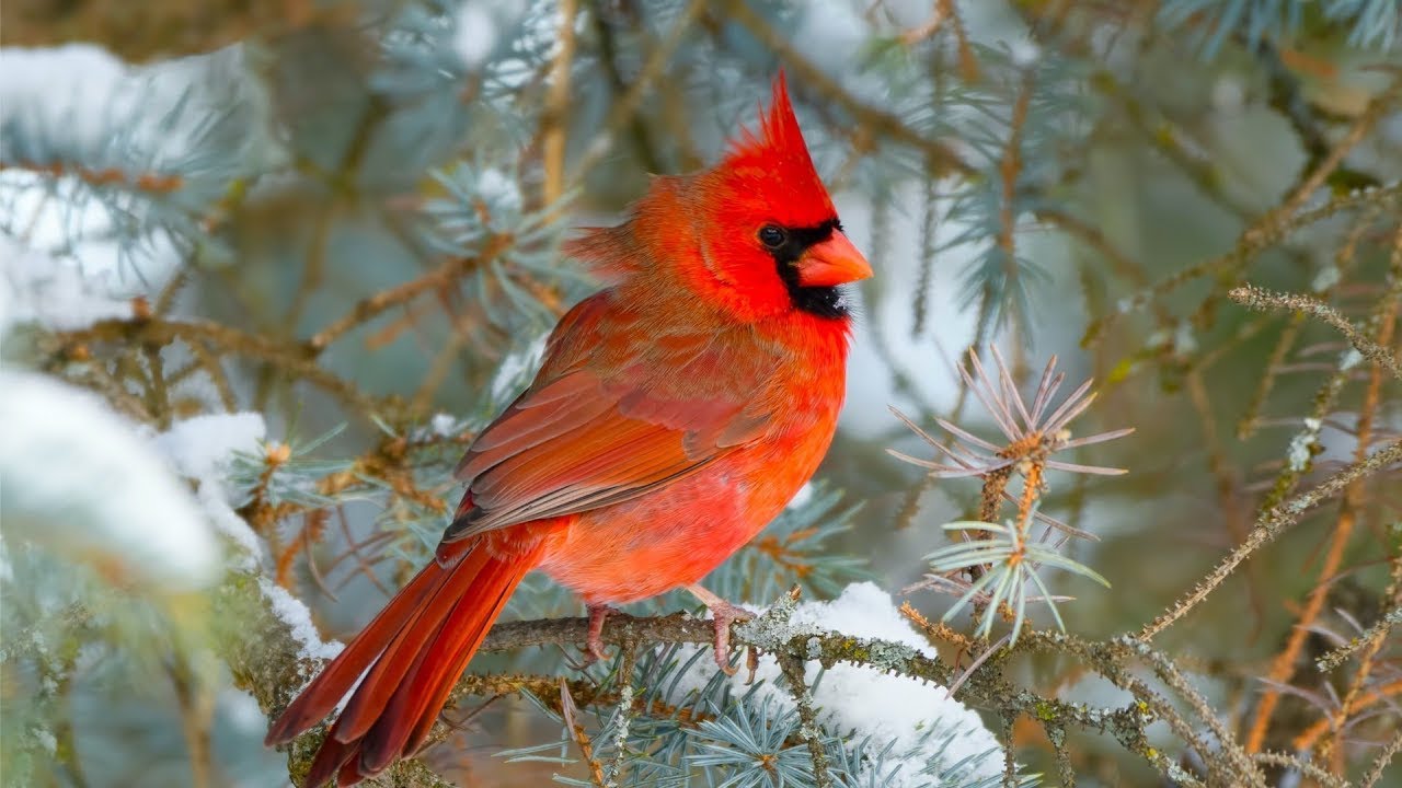 Peaceful Instrumental Christmas Music: Relaxing music "Hark! The Herald ...