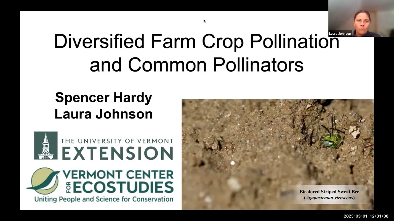 Diversified Farm Crop Pollination and the Common Pollinators - YouTube