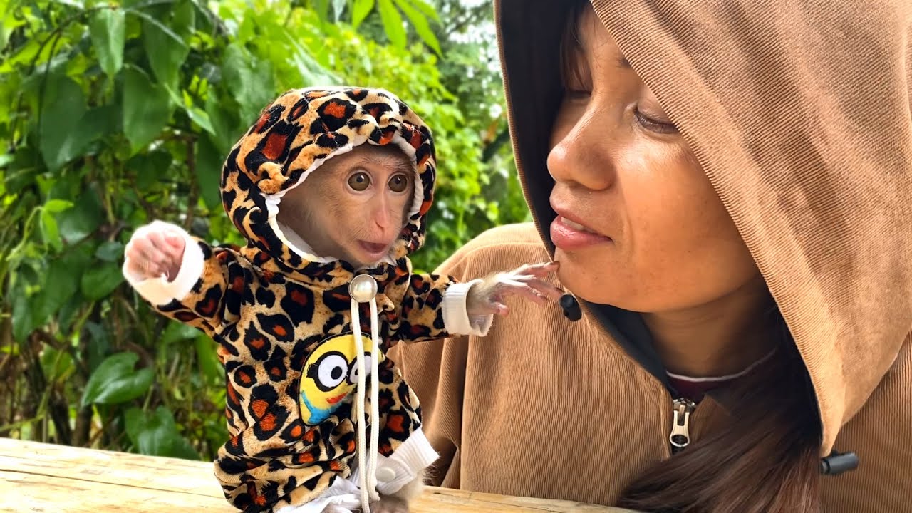 Monkey ZIM's happy expression as her mother puts on her favorite warm ...