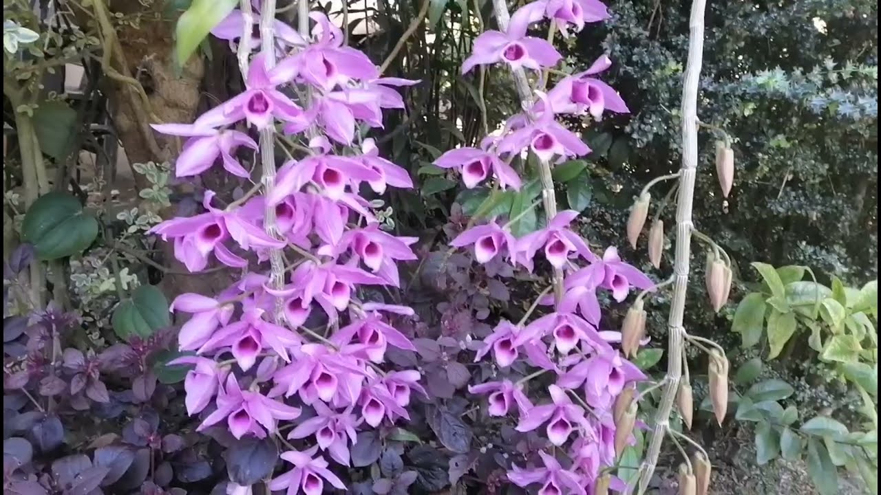 The beauty of Sanggumay - YouTube