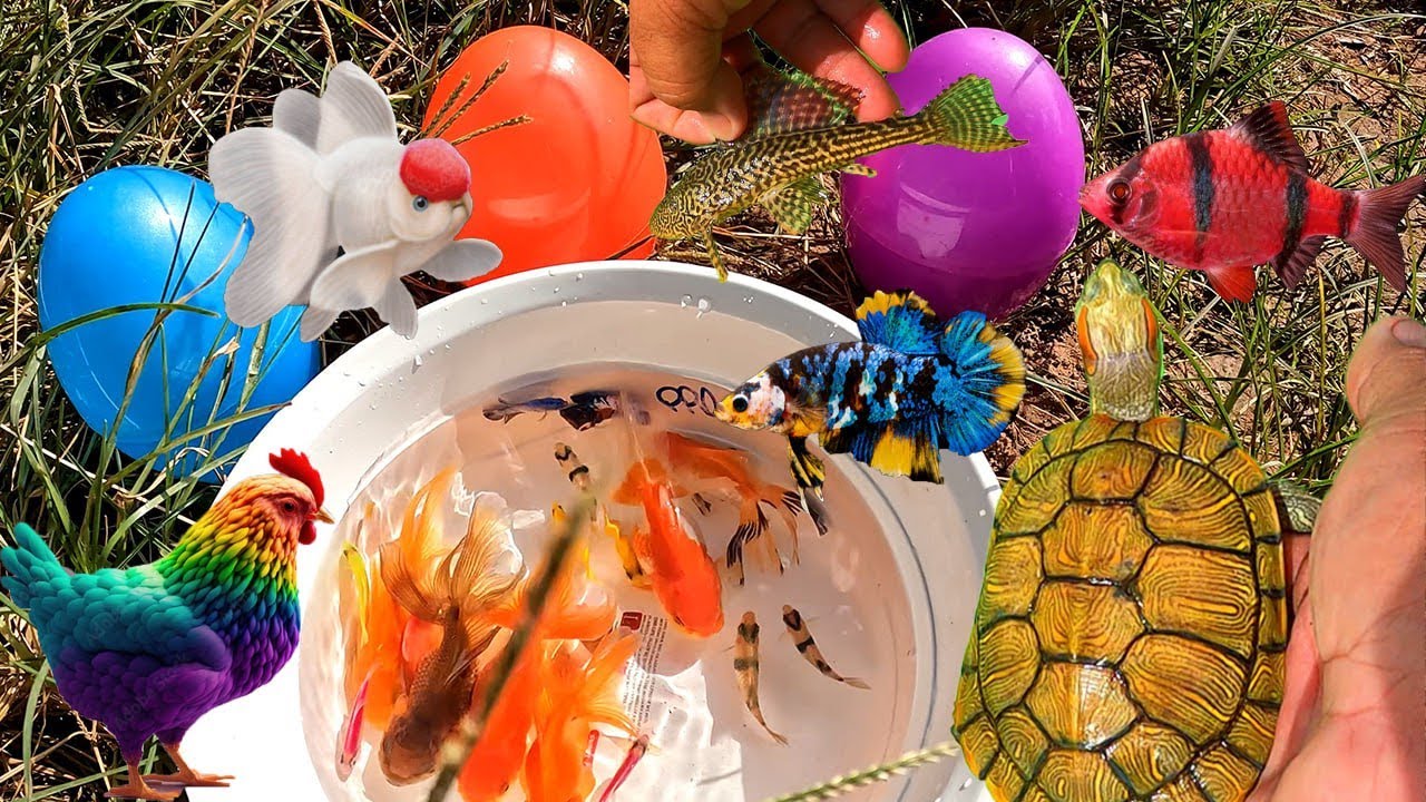 Best Video Finding Top Cute Toys, Colorful Eggs, Baby Goldfish, Betta ...