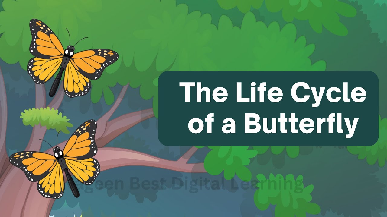 "The Fascinating Life Cycle of a Butterfly: From Egg to Adult" - YouTube