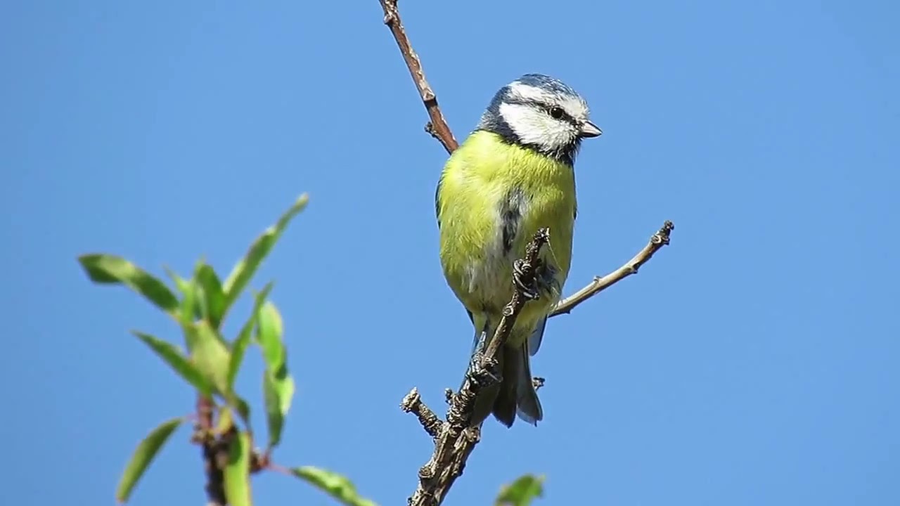 Plava sjenica , Parus caeruleus , Blue tit -- Birds of Croatia - YouTube