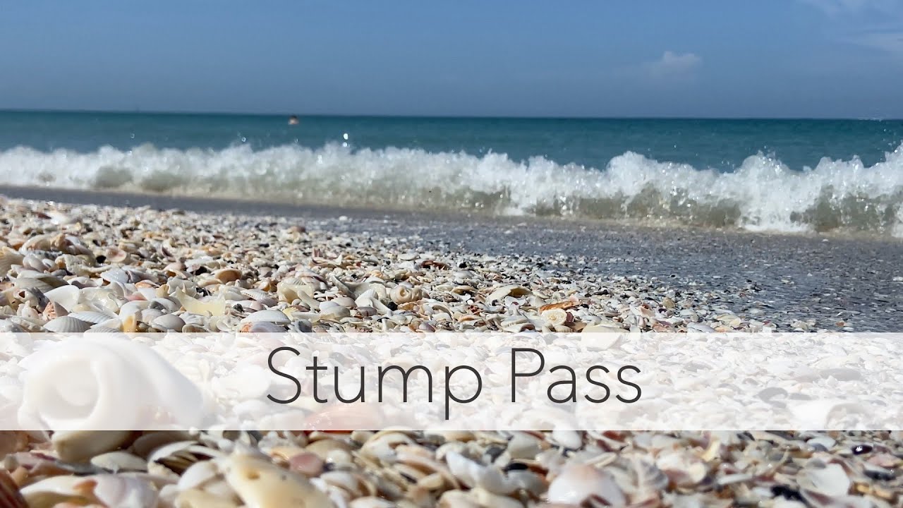 Looking for Florida sea shells, shark teeth and a manatee encounter ...