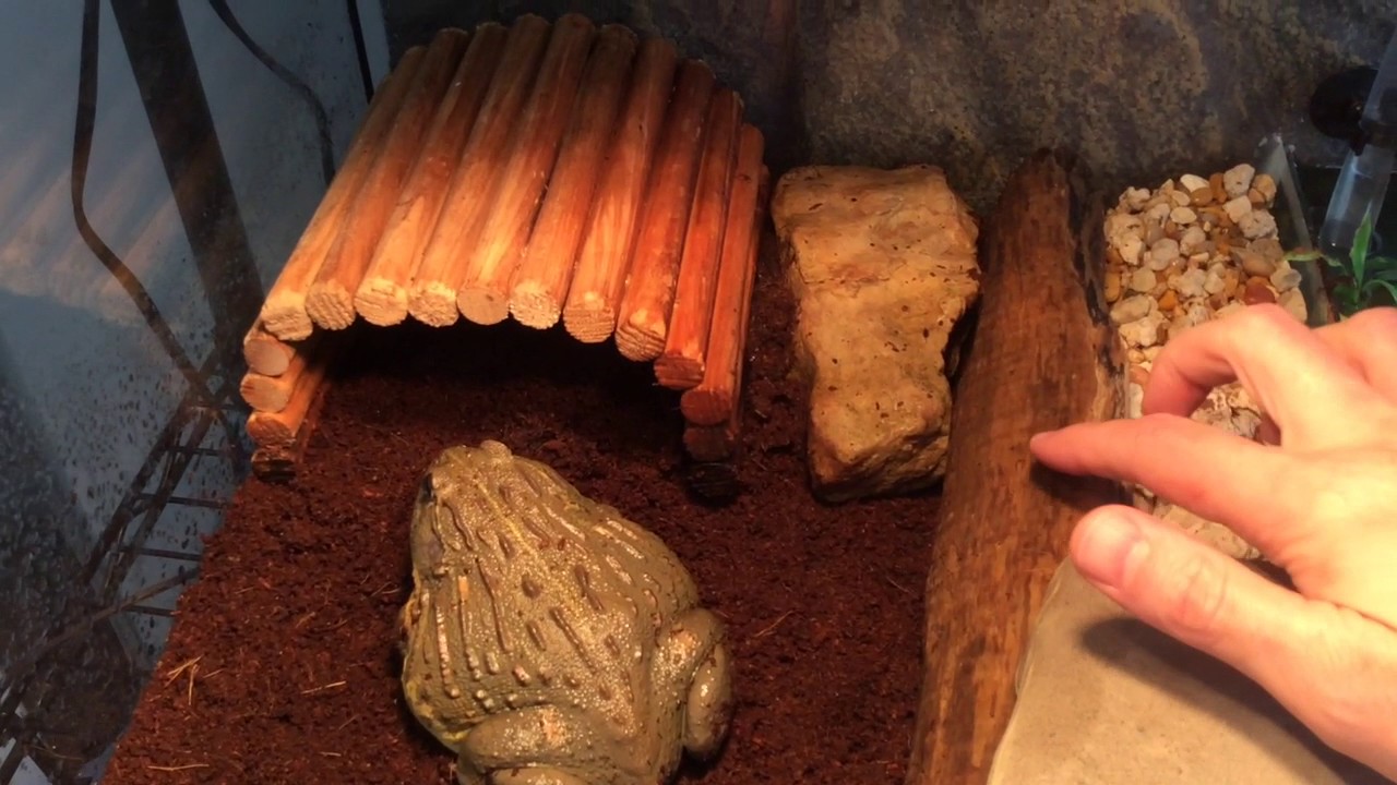 Deluxe Pixie Frog Setup - YouTube