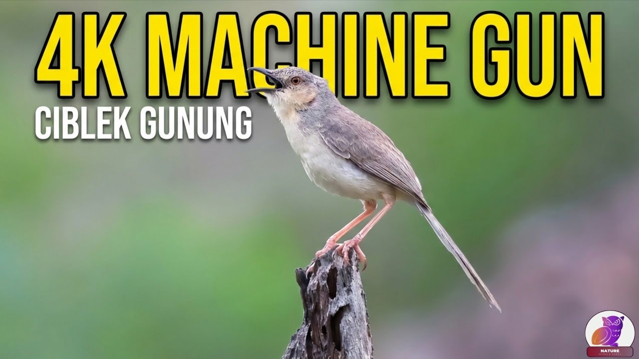 Hill Prinia (Ciblek Gunung) Singing 4K - Fast Machine Gun Trill Audio ...