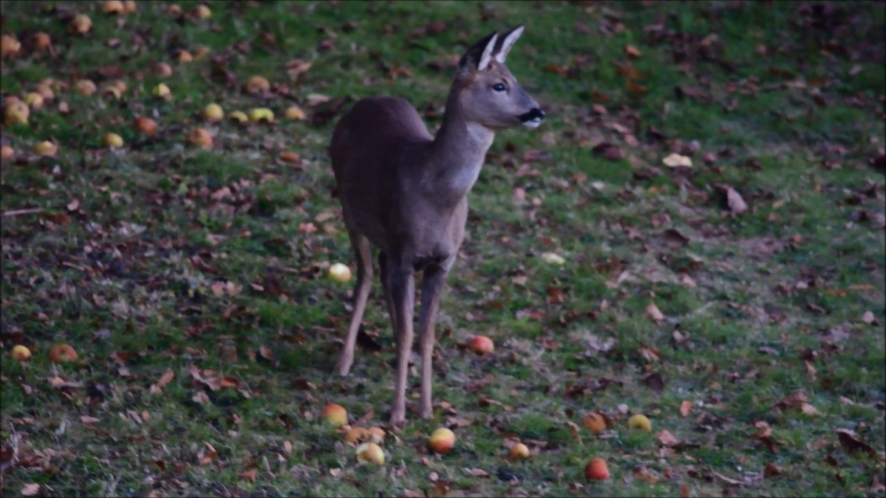 Deer chasing a fox - YouTube