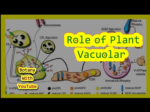 What Does The Large Central Vacuole Of Plants Do