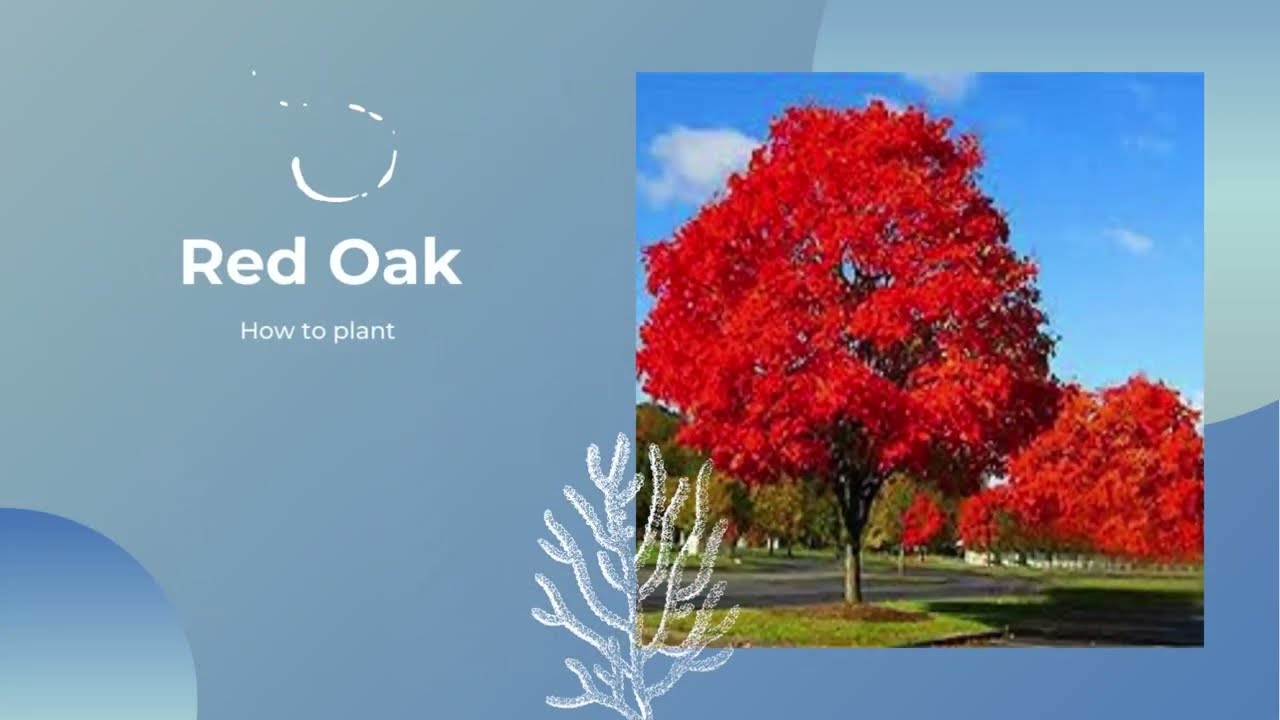 How to plant a Red oak tree - YouTube
