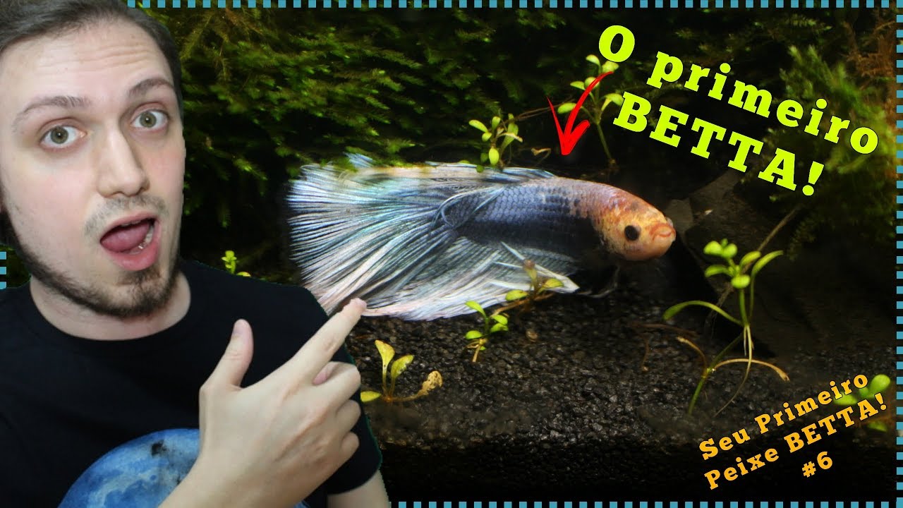 Colocamos o primeiro BETTA no aquário PLANTADO! - YouTube