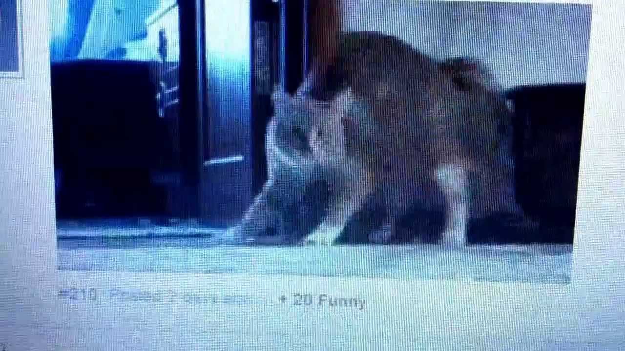 Freaky cat - YouTube