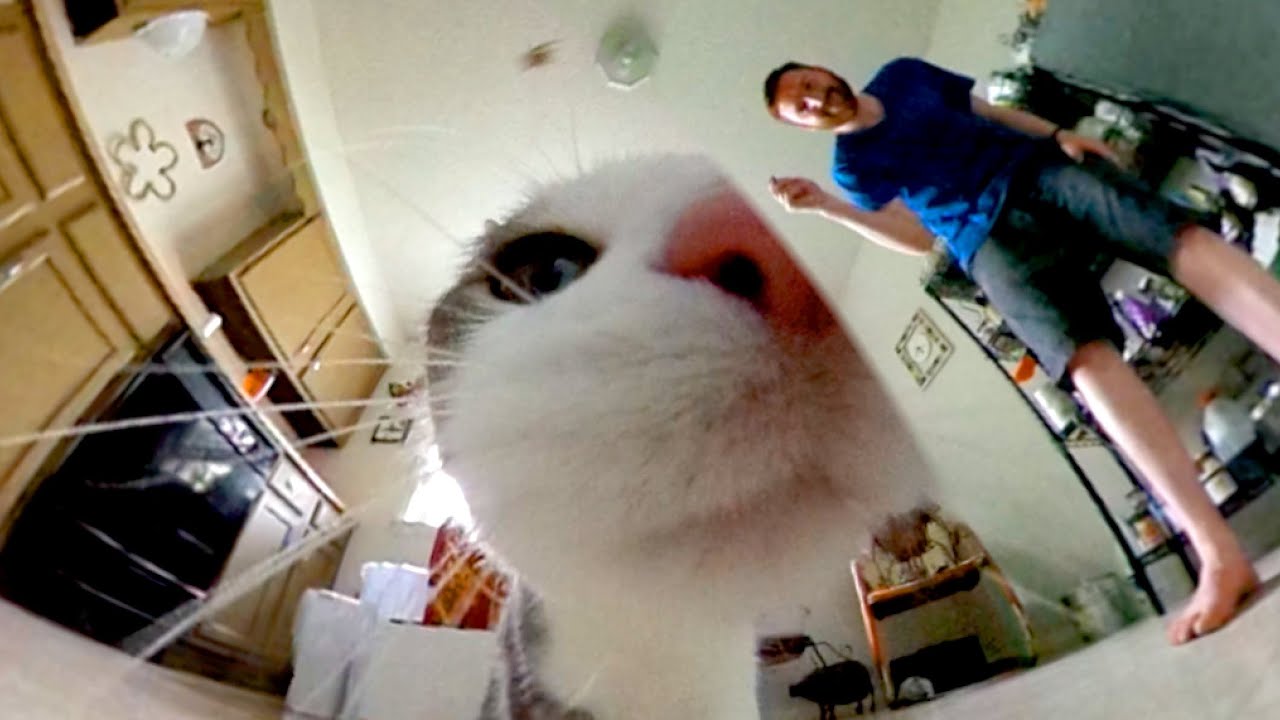360-degree video: Johnny the cat - YouTube