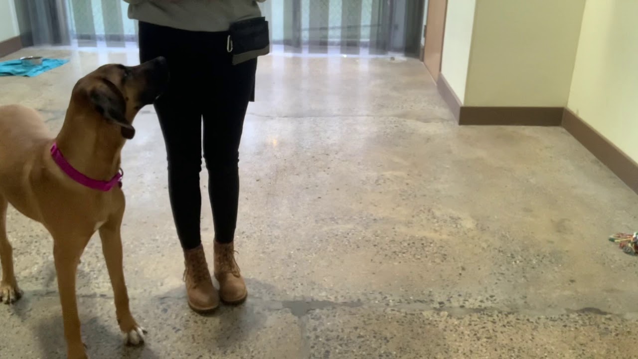 Maria The Dog Trainer & Allie 1/21/2021 - YouTube