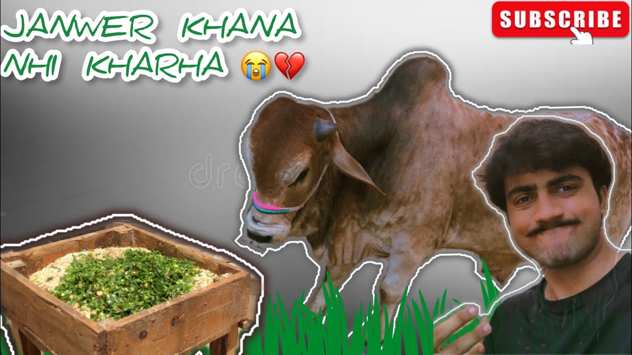 `BHOLA’ KHANA NHI KHARHA 🥺🙁|ALHUMDULLILAH QURBANI| MANDI 2023 VLOG ...
