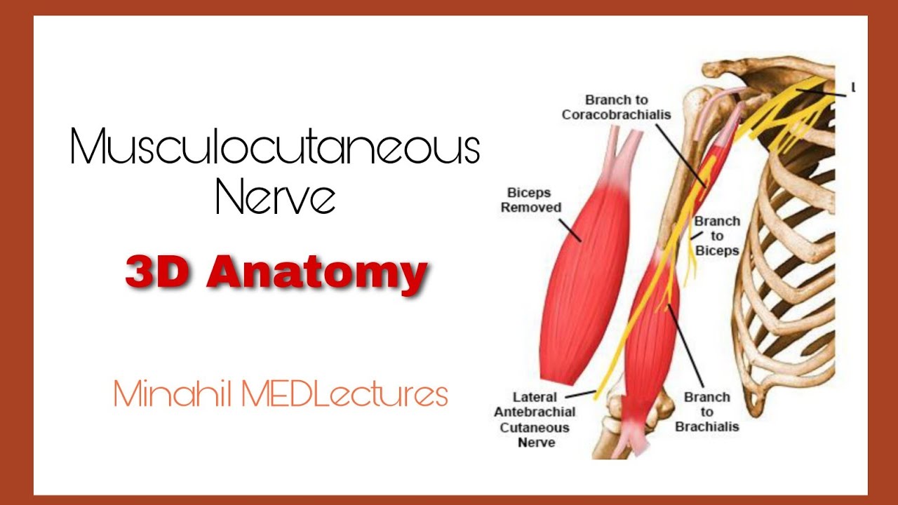 Musculocutaneous nerve anatomy |3D explanation - YouTube