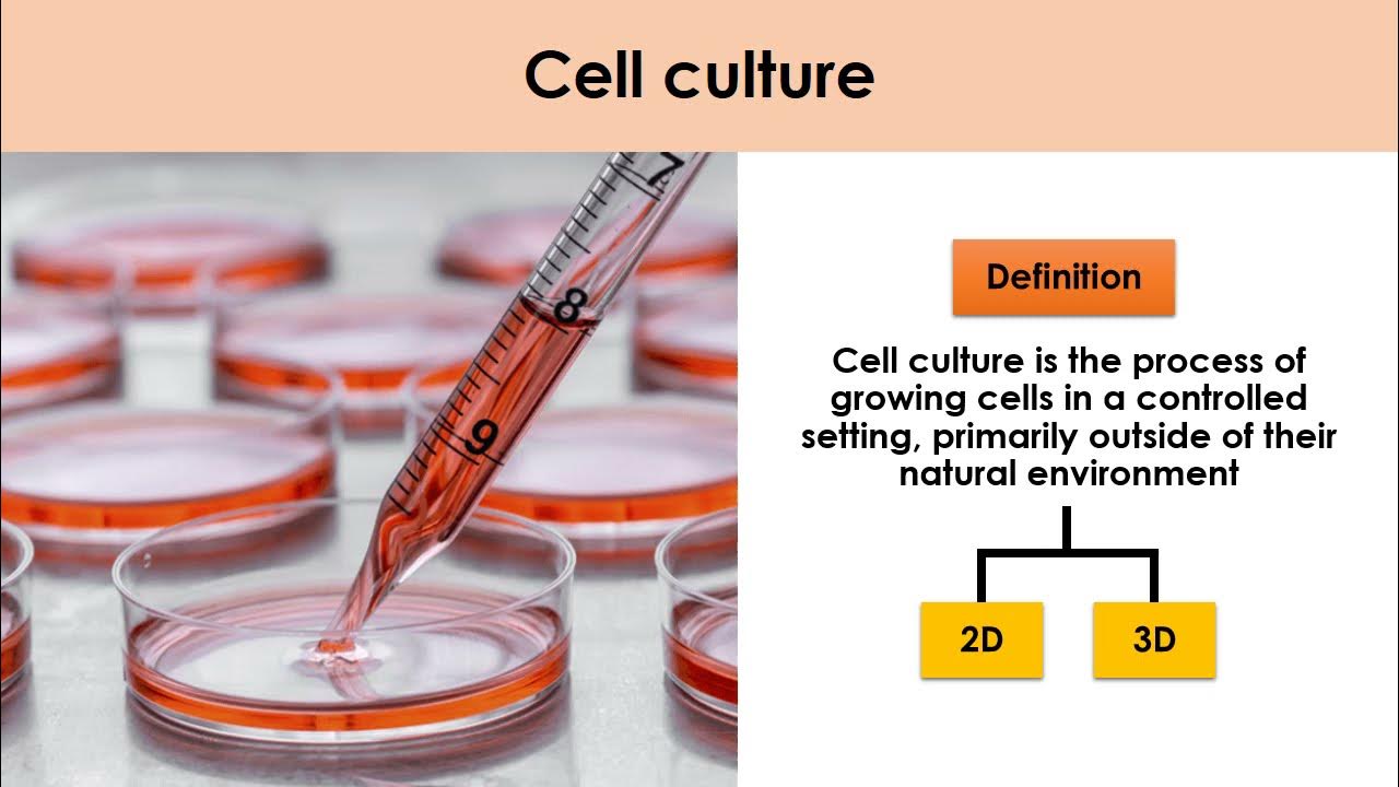 2D vs 3D Cell Culture | Atlantis Bioscience - YouTube