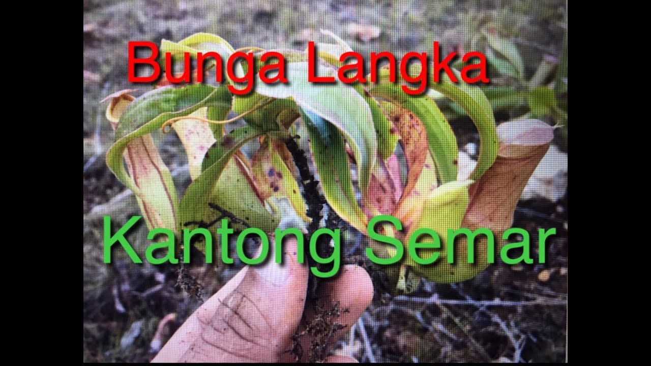 BUNGA LANGKA ~ Kantong Semar │Papua - Jayapura - YouTube