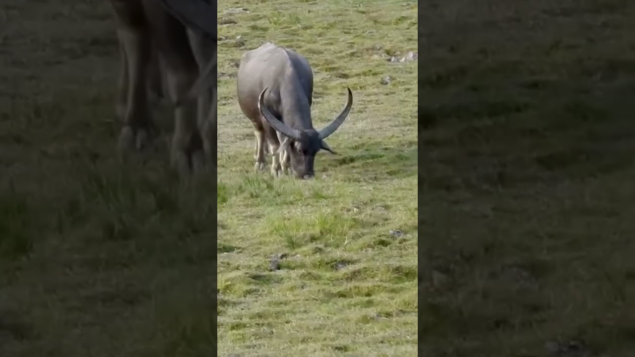 Herd of Wild Water Buffalo | Kaziranga - YouTube