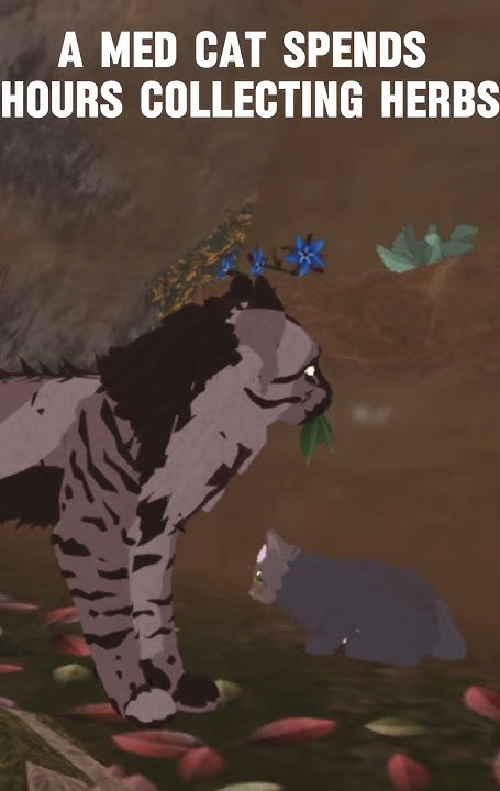 Pov A Med Cat Spends Hours Collecting Herbs Just For That One Kit To Eat Them Wcue Roblox