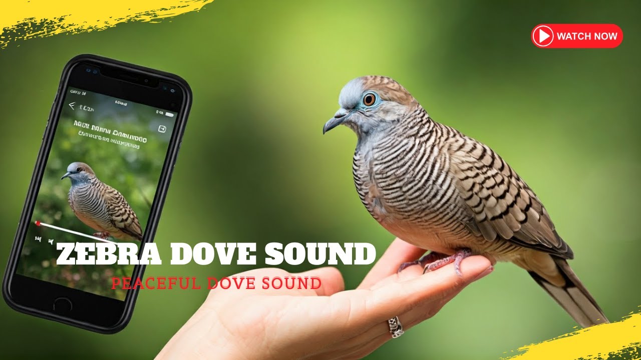 Zebra dove call: A calming ASMR experience | ZDOY017 - YouTube