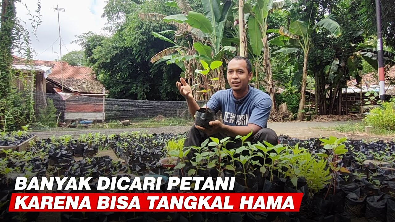 Dinur Garden, Tempat Cari Bibit Bunga Refugia di Kudus (Mahasiswa ...