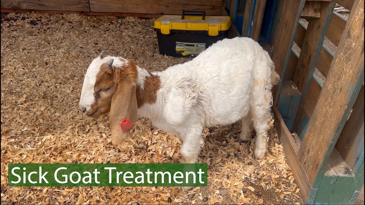 Sick Goat & Parasite Treatment - YouTube