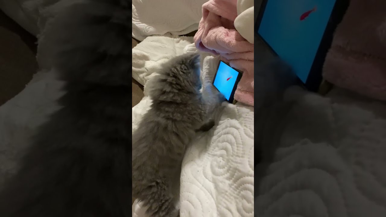 Playful kitten is trying to catch fish on the phone screen! - YouTube