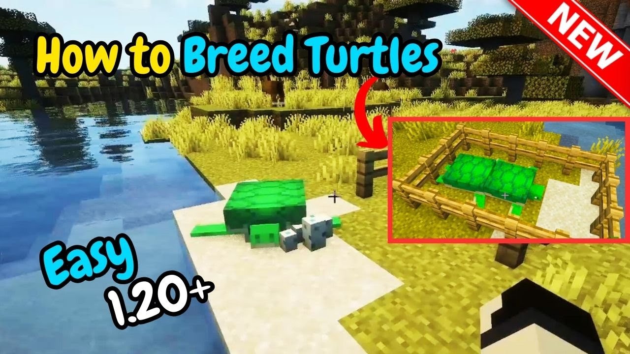 How to breed turtles in minecraft (2025) - YouTube