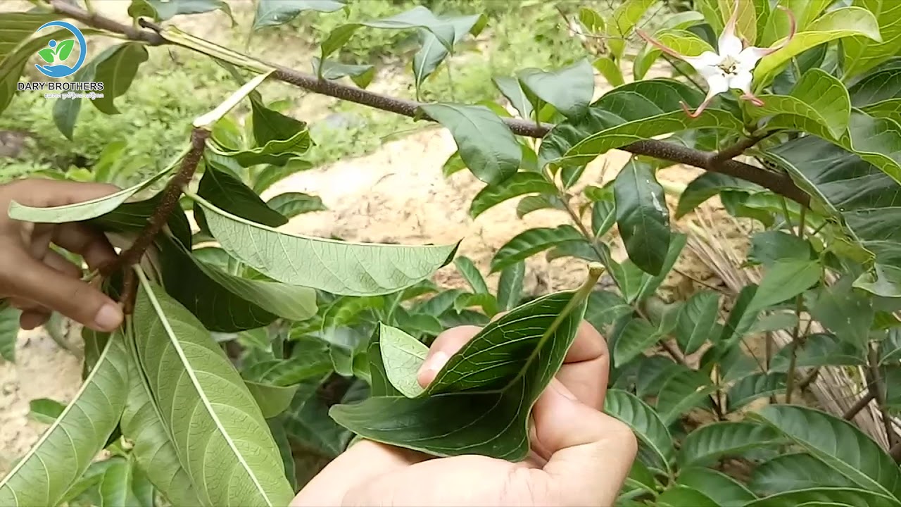 ជ័រឆក់ ជ័របាញ់ ក្តដំរី Strophanthus caudatus - YouTube