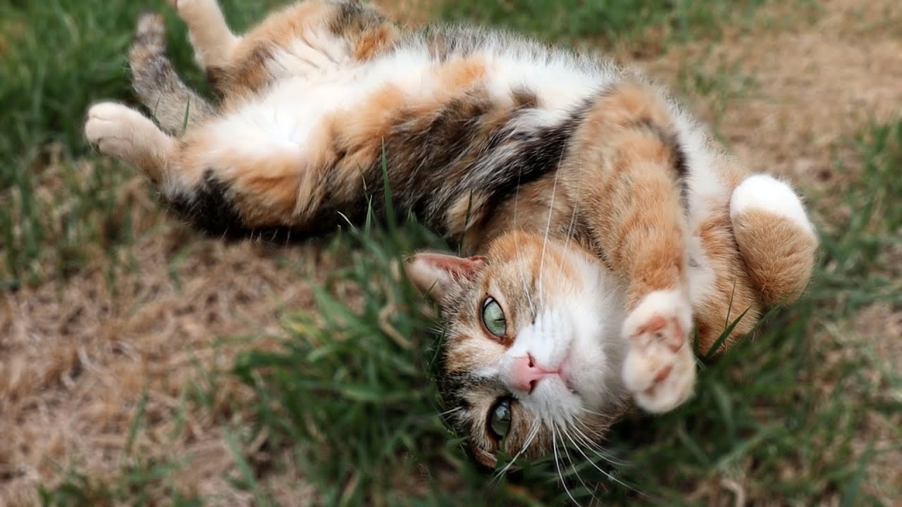 A cat acting cute to ask for a touch - YouTube