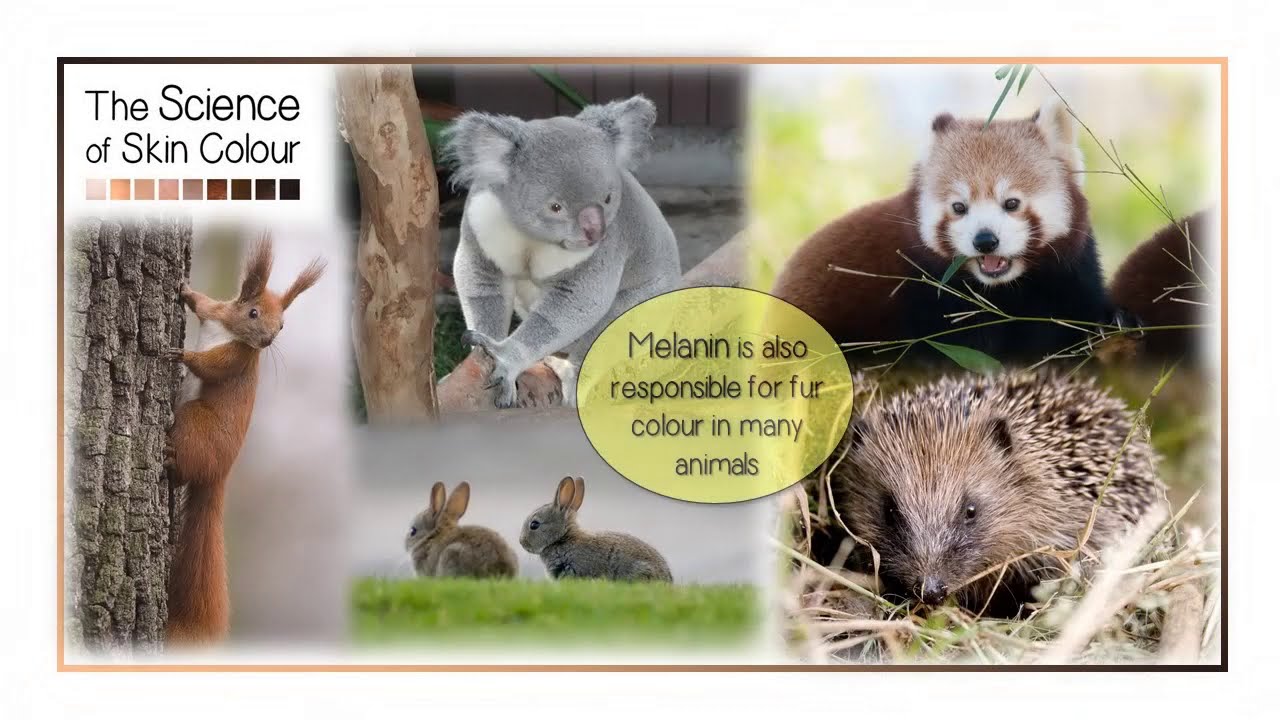 The Science of Skin Colour - YouTube