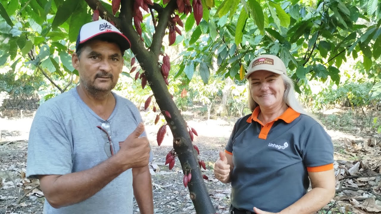 Veja um consórcio de café ☕ com cacau - YouTube