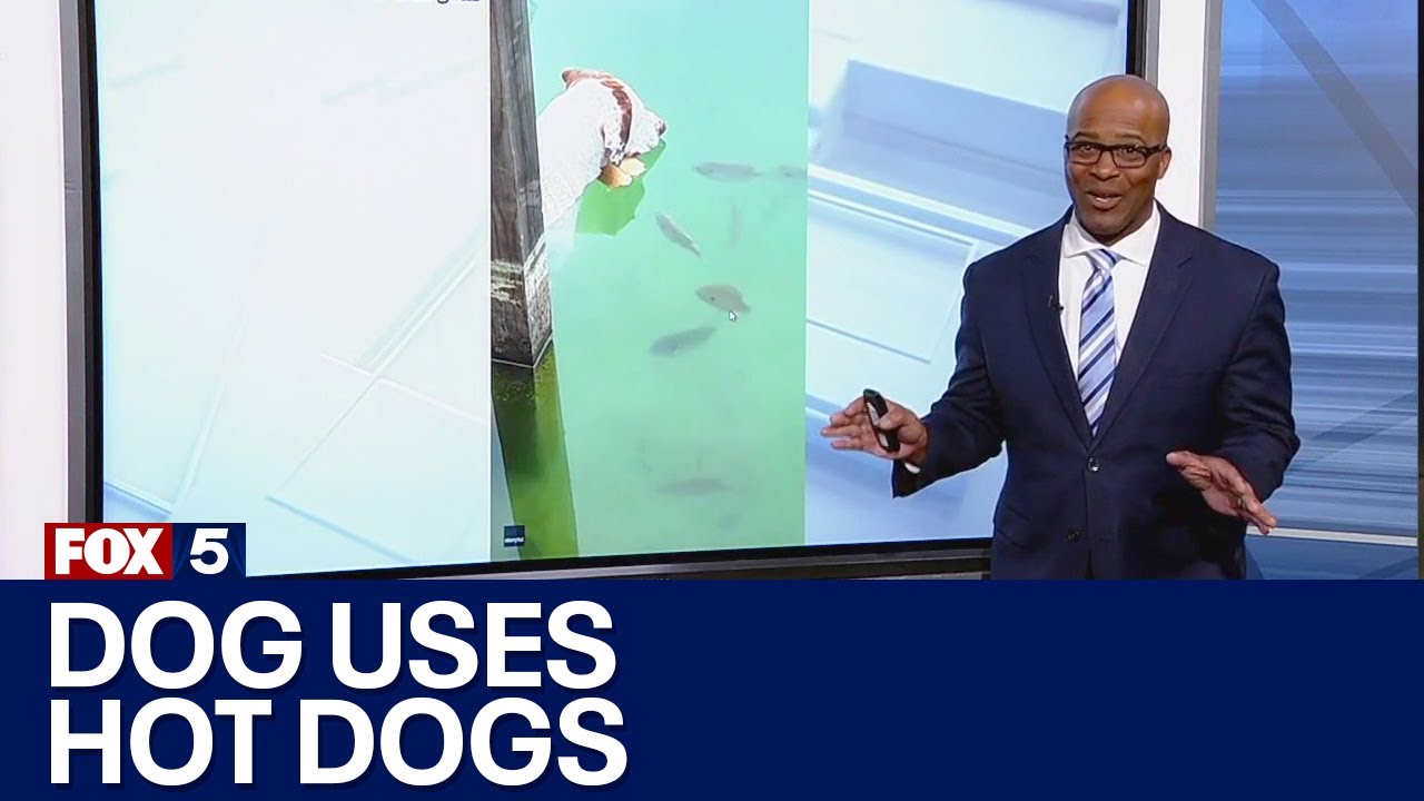 Dog uses hot dog buns to catch fish | FOX 5 News - YouTube