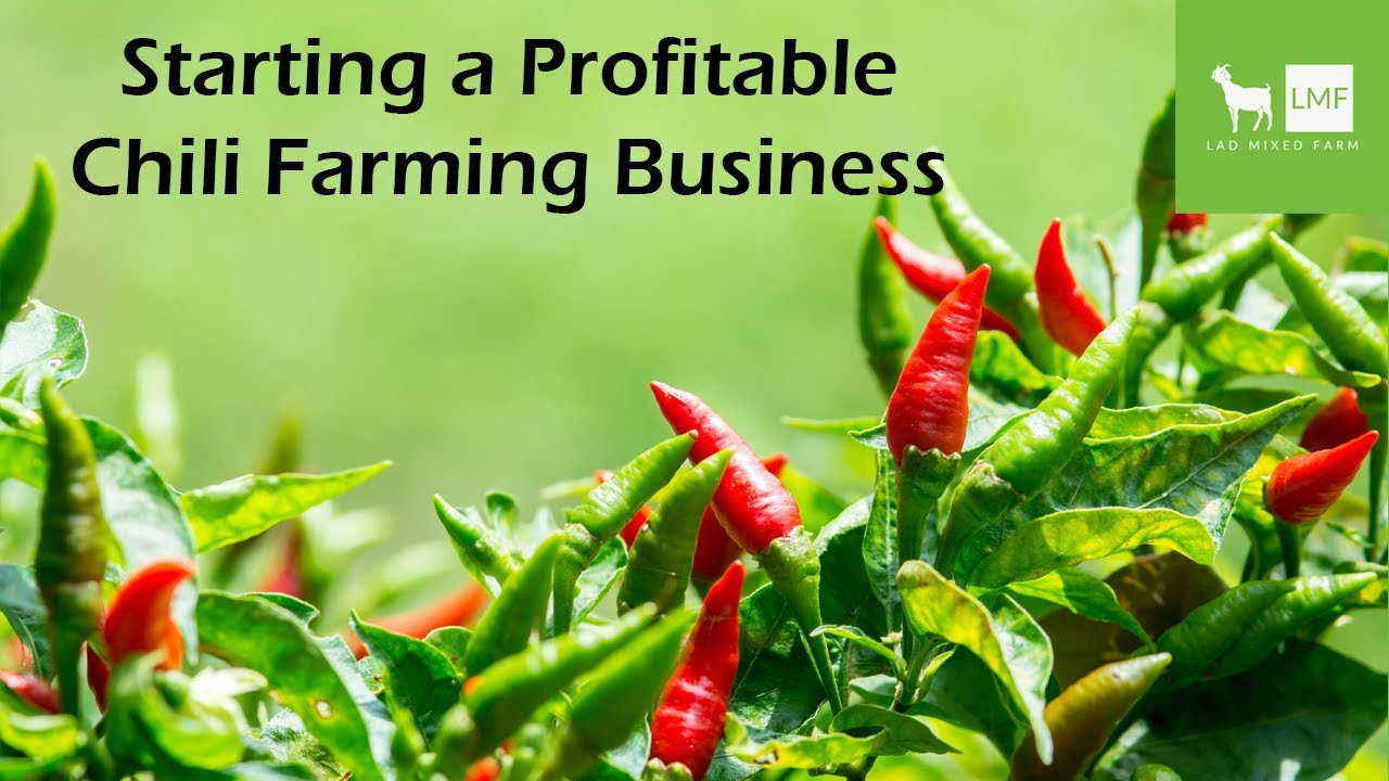 Starting a Profitable Chili Farming Business (Uganda) in 2023 - YouTube