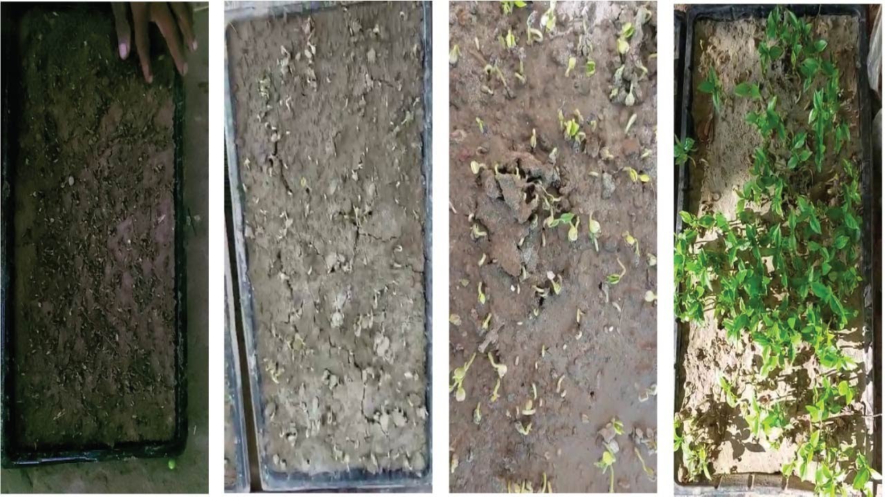 How To Grow Agarwoo Seeds in Pakistan || Easy way to Germinate Oud ...